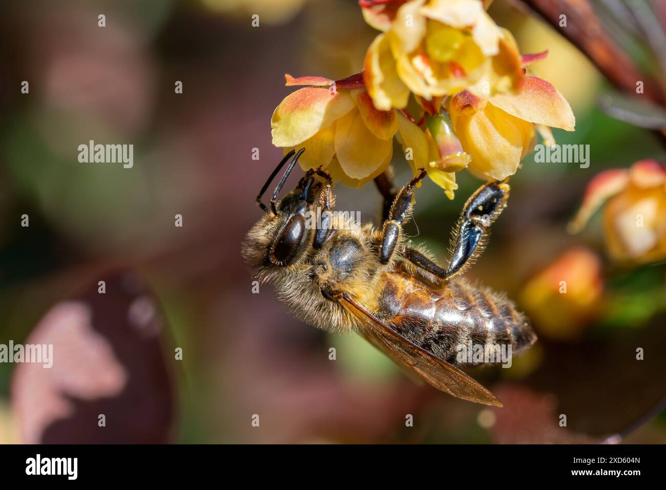 Honey Bee - Apis mellifera, common popular eusocial flying insect native to meadows and ...