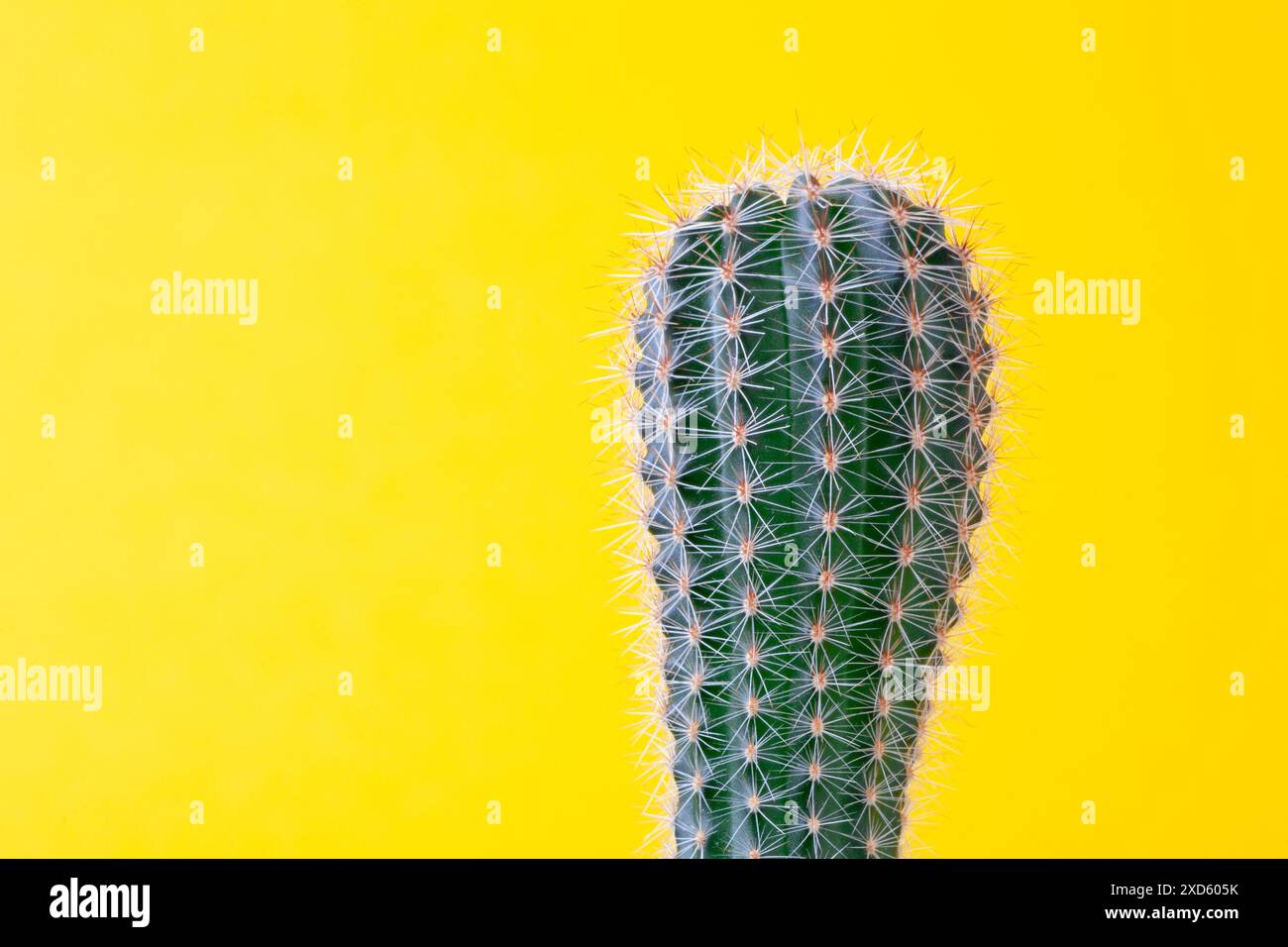 Cactus against a bright yellow background, emphasizing its spiky ...