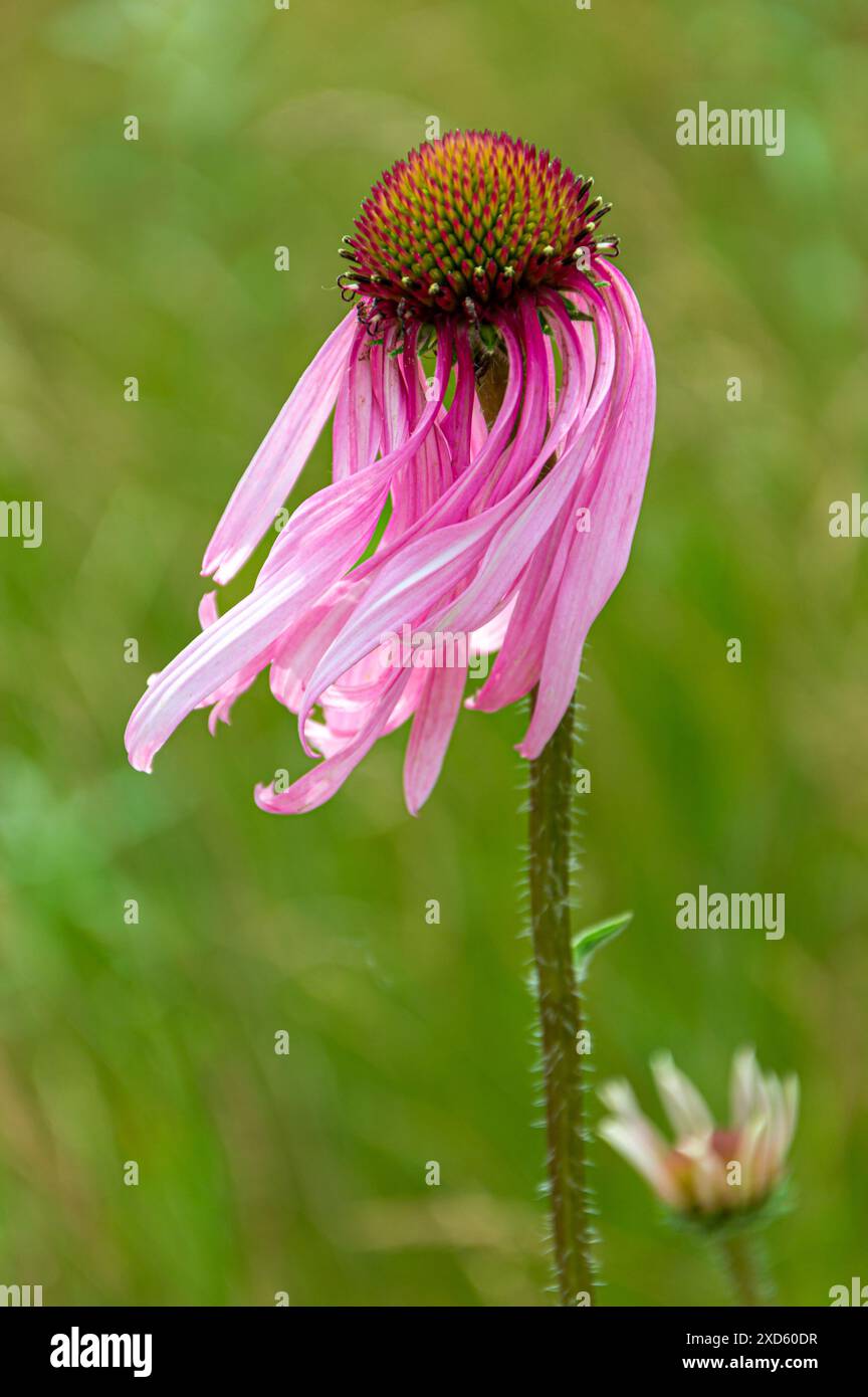 Cone flower closeup hi-res stock photography and images - Alamy