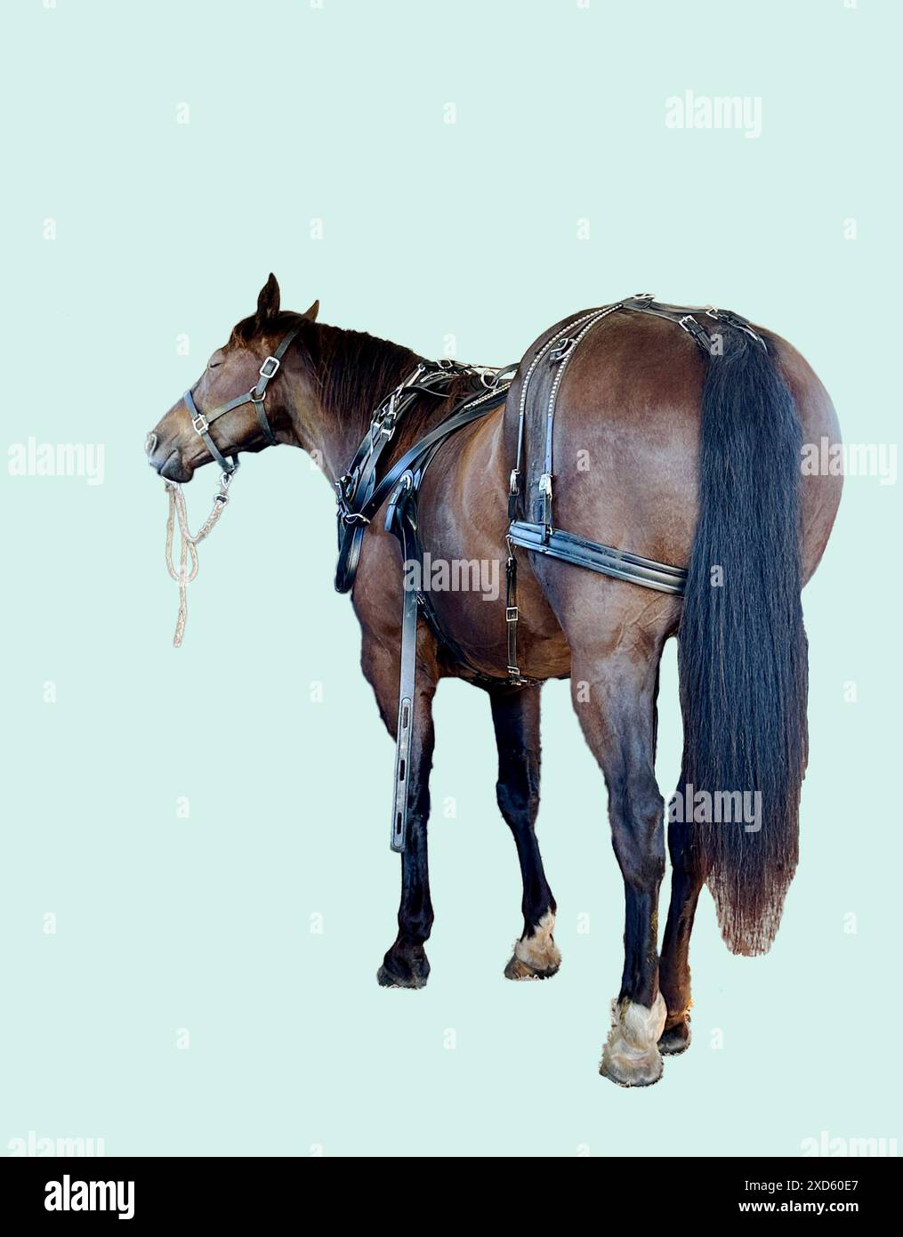 Brown horse is bridled with tail combed and is standing showing his ...