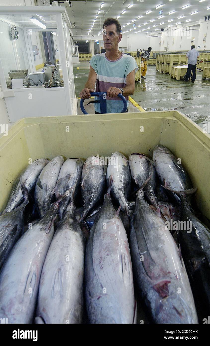 Manipulating tuna fish at the fish market. Getaria. Guipuzcoa. Basque ...