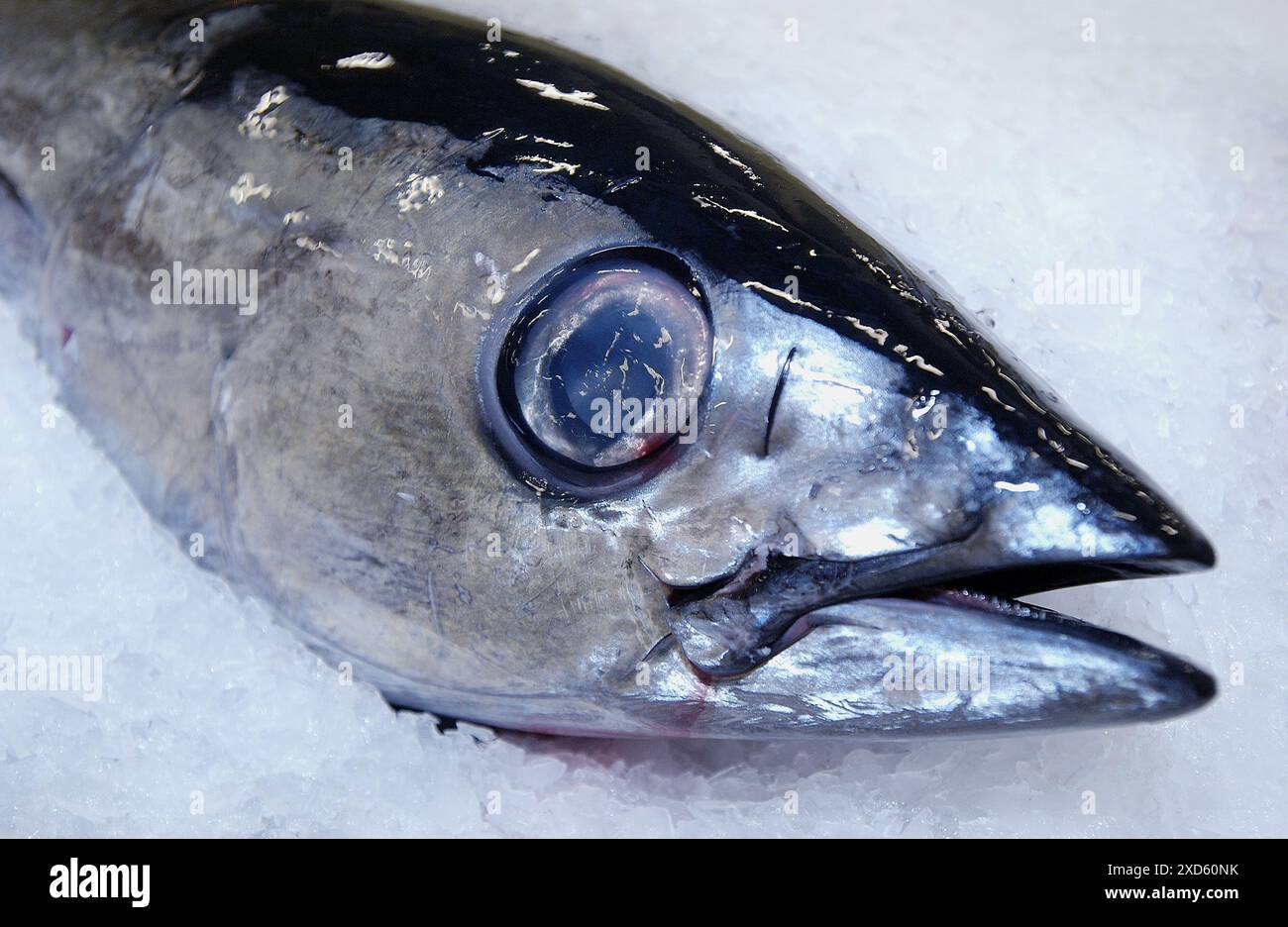 Tuna fish at the fish market. Getaria. Guipuzcoa. Basque Country. Spain ...