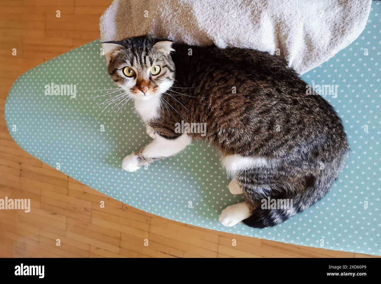 Cute floppy ear cat laying on mint ironing board Stock Photo - Alamy