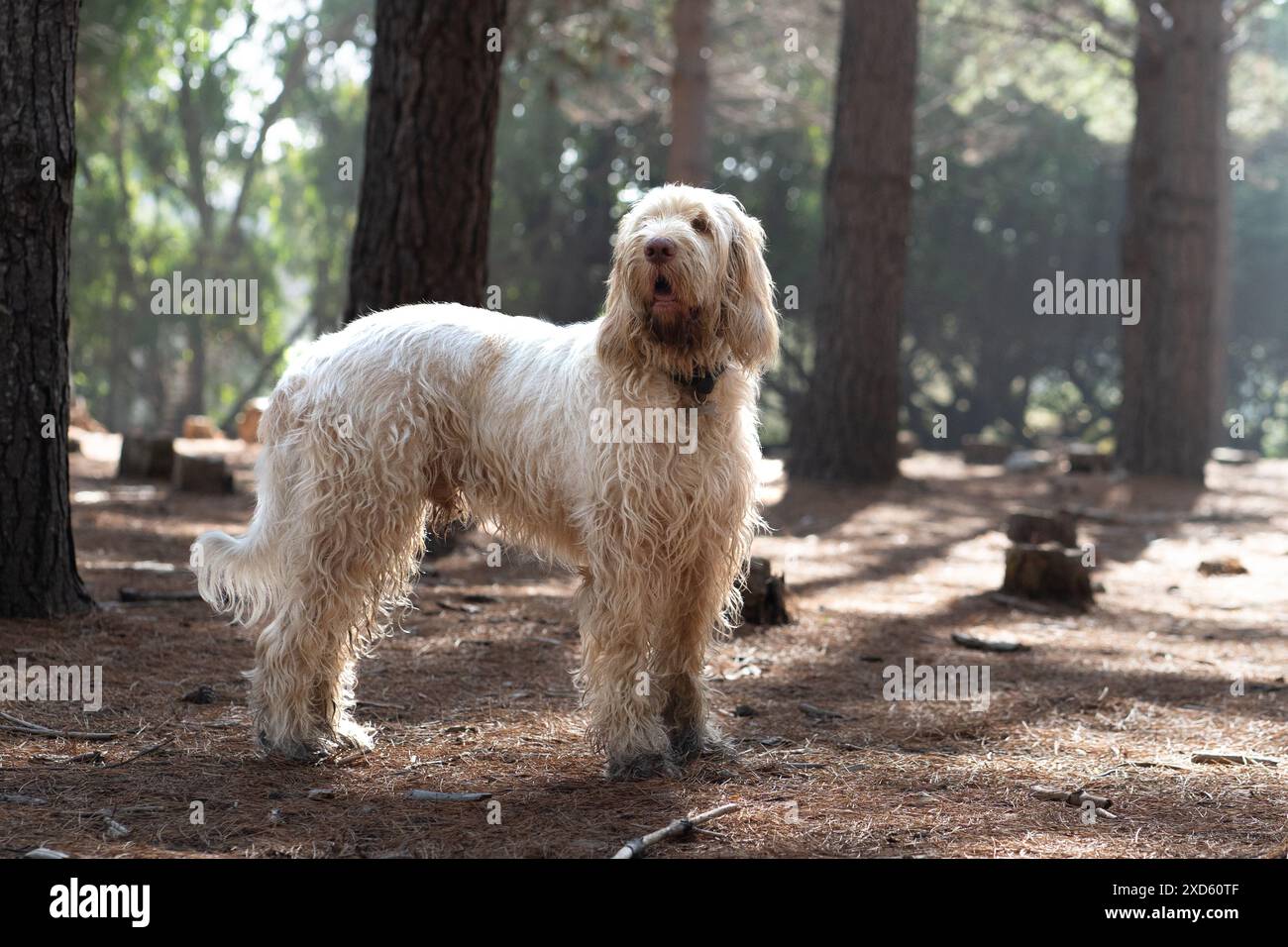 White Spinone Italiano standing by trees in a natural setting under the ...