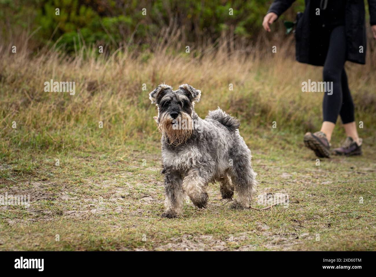 Miniature schnauzer in park hi-res stock photography and images - Alamy