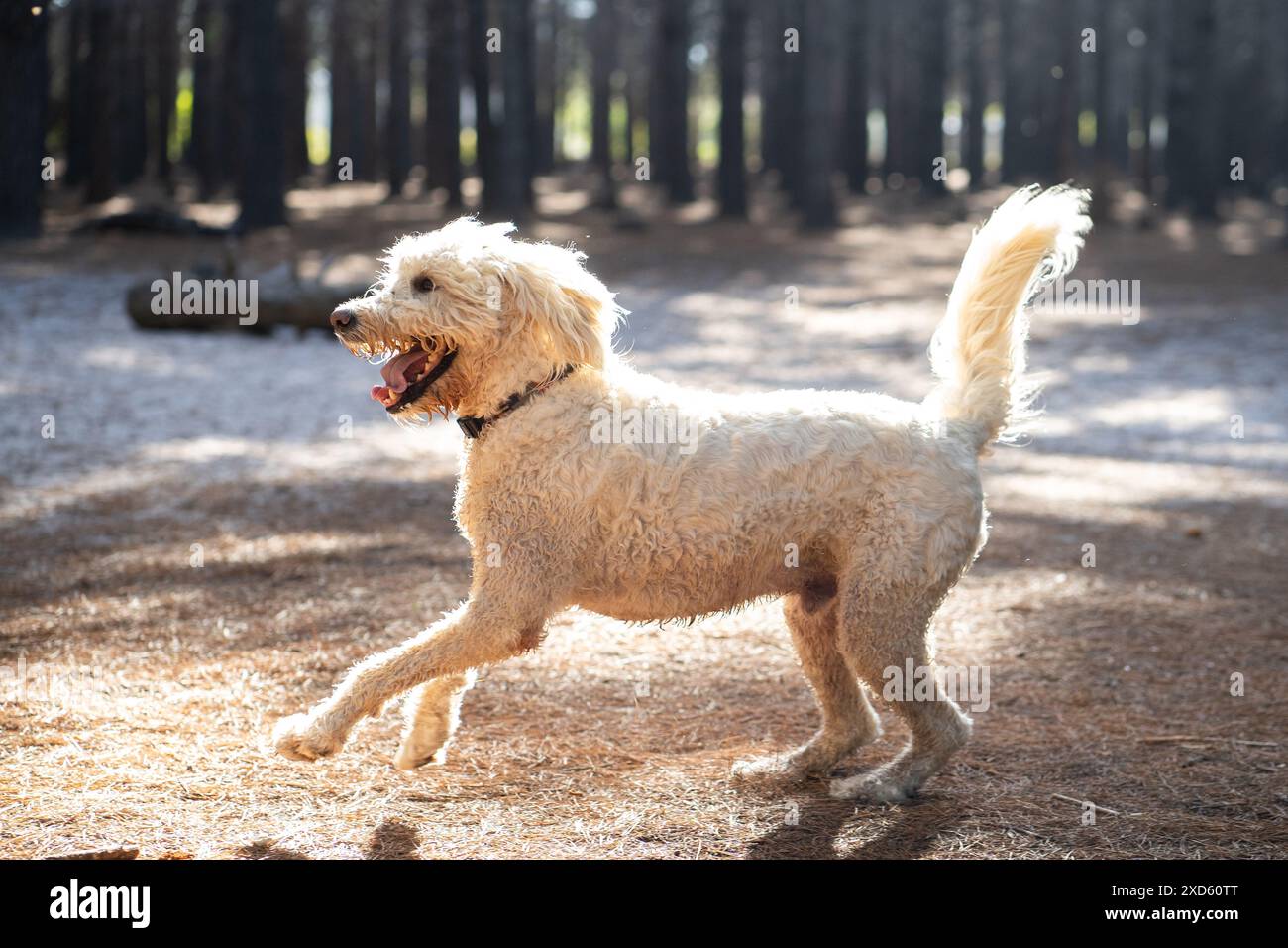 A miniature white dog sprinting across a dusty field with trees in the ...