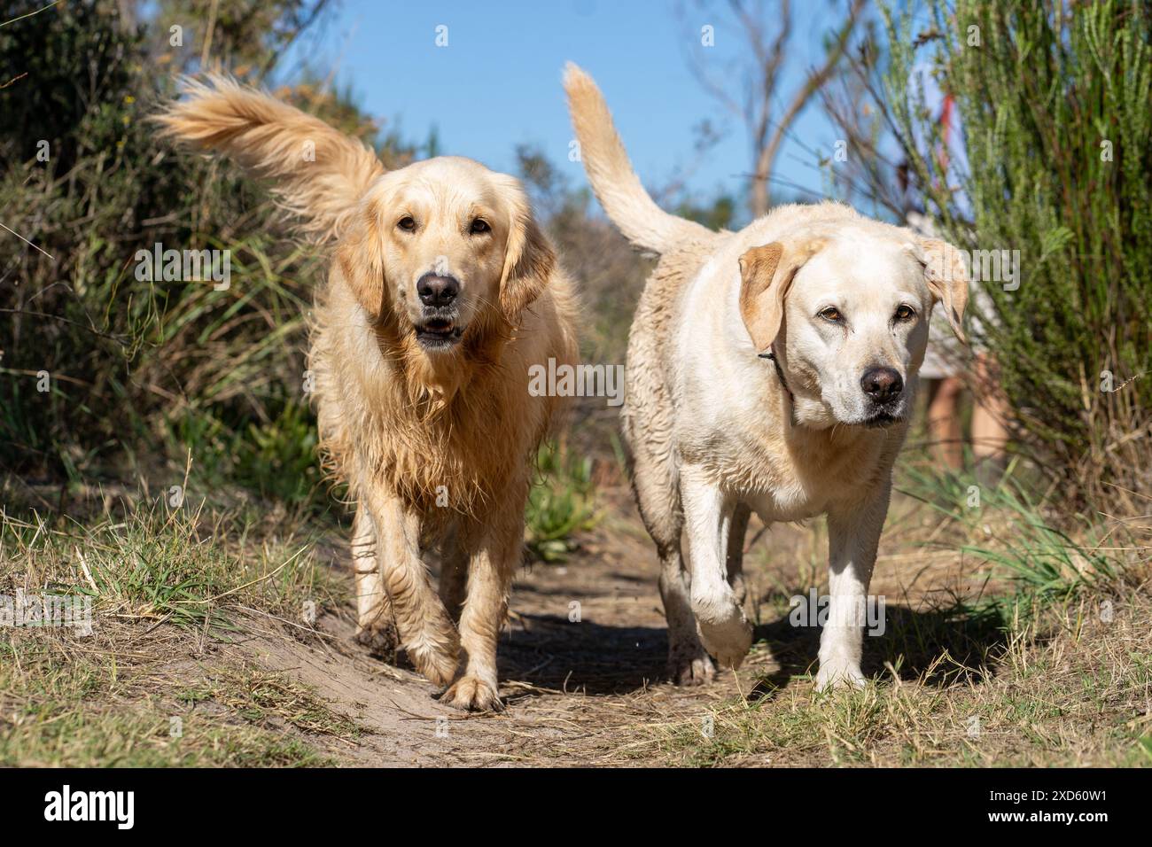 A big golden retriever and a labrador are running on a forest trail ...