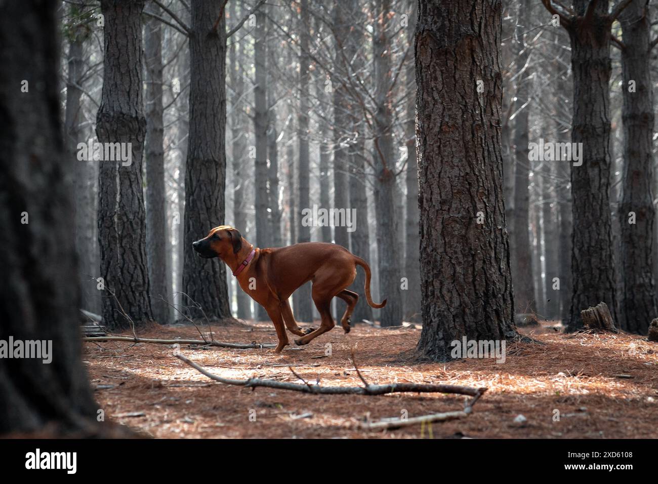 A brown Rhodesian Ridgeback strolling in a dense forest with towering ...