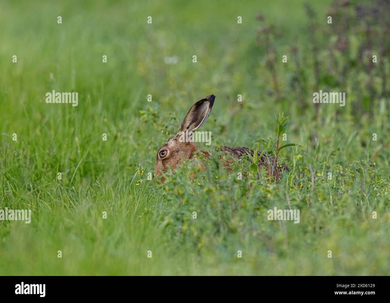 Peek a Boo hiding in the grass. A shy Brown Hare ( Lepus europaeus ...