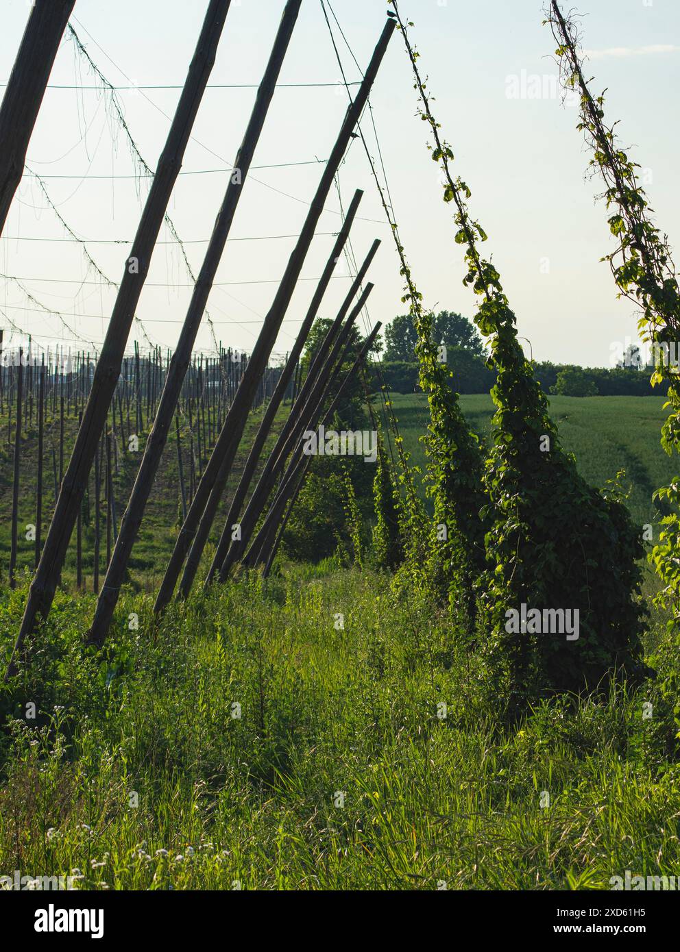 Landscape of a hop plantation which is main flavor and aroma ingredient ...