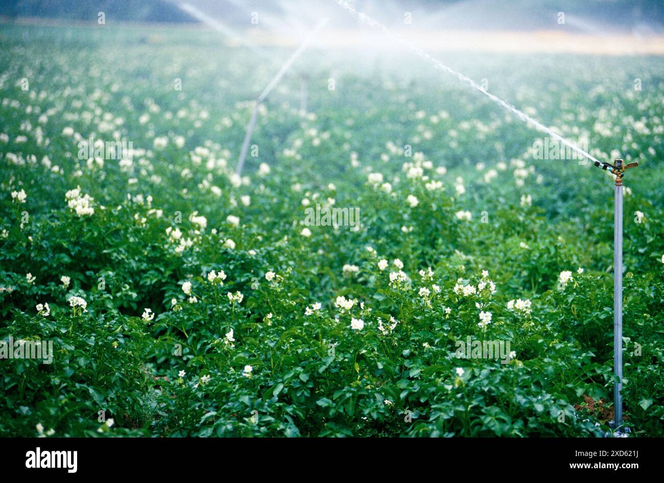 Potato fields irrigation Stock Photo - Alamy