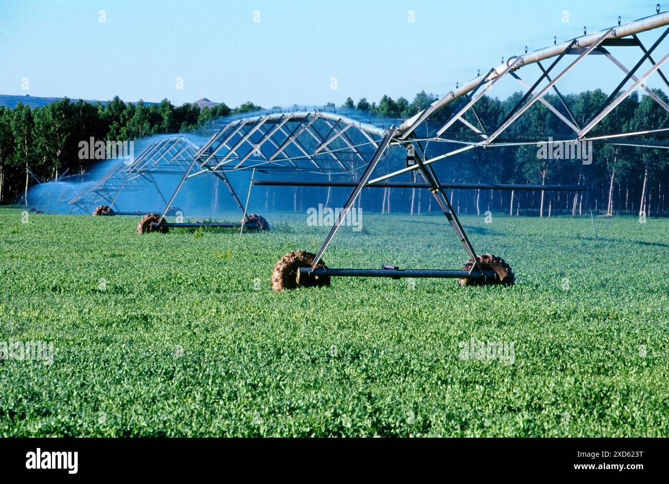 Pea fields irrigation Stock Photo - Alamy