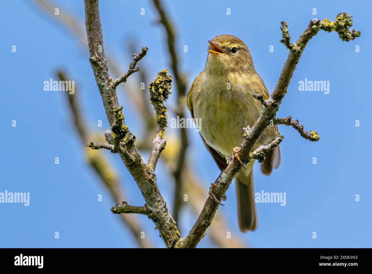 Common chiffchaff (Phylloscopus collybita) singing from branch in bush ...