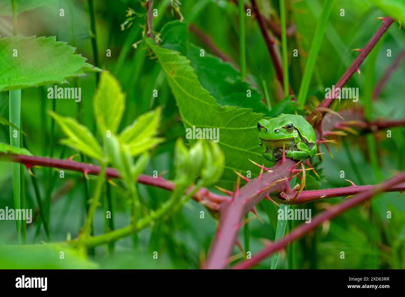 European tree frog (Hyla arborea / Rana arborea) sunning on prickly ...
