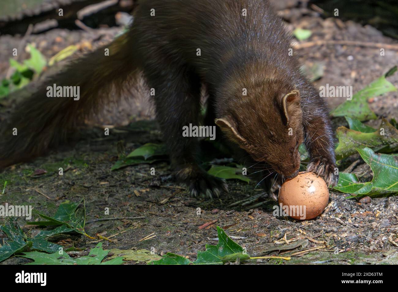 Stolen eggs hi-res stock photography and images - Alamy