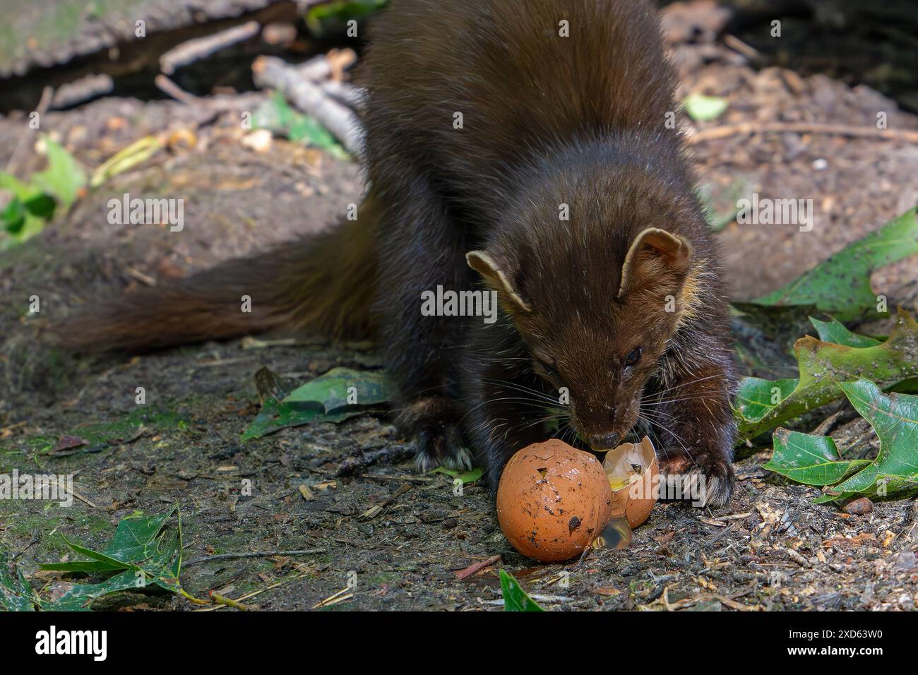 European pine marten (Martes martes) eating egg yolk / yoke from broken ...