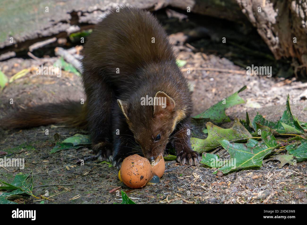 European pine marten (Martes martes) eating egg yolk / yoke from broken ...