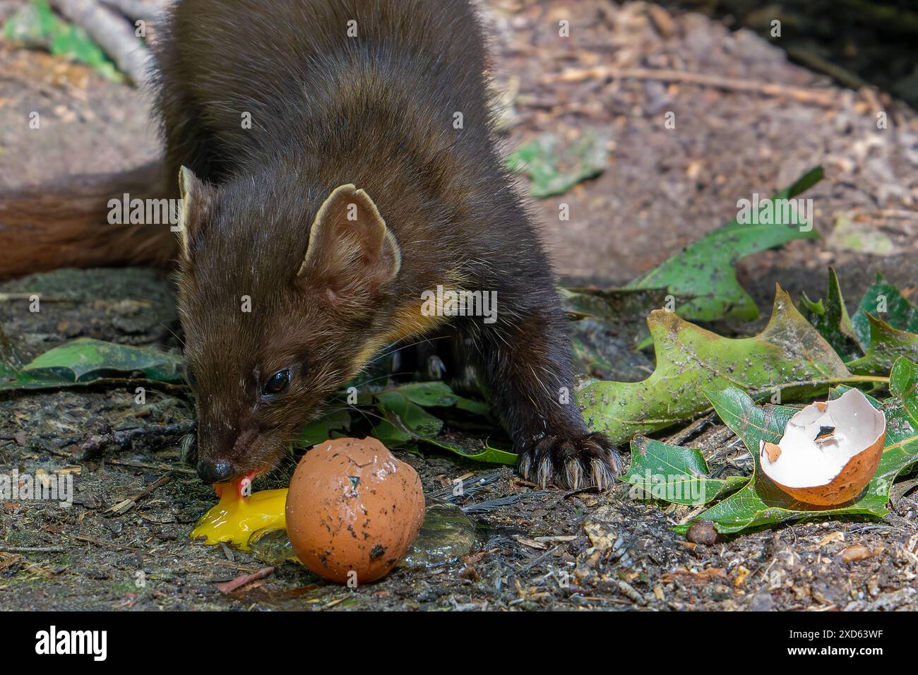 European pine marten (Martes martes) eating egg yolk / yoke from broken ...