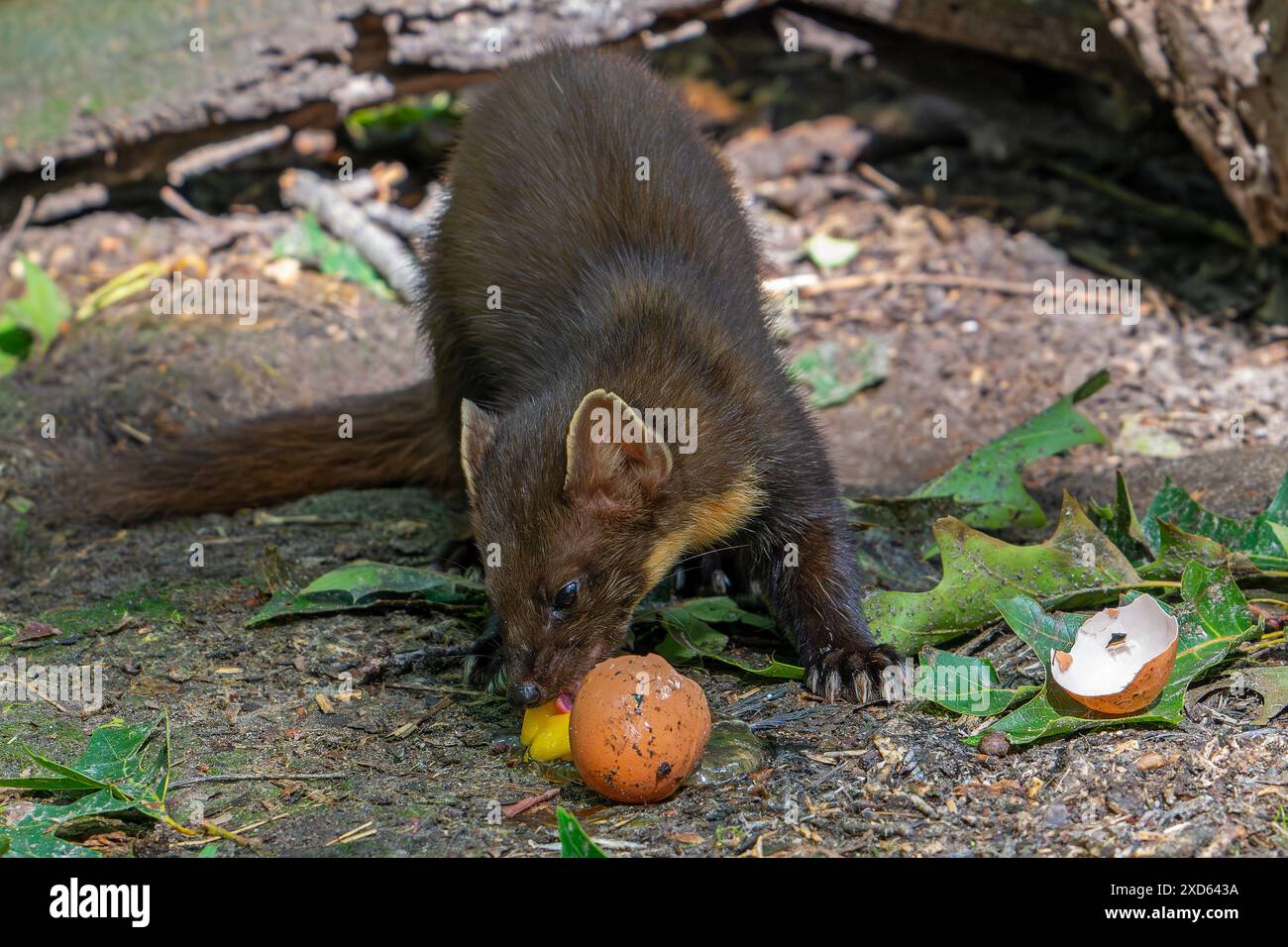 European pine marten (Martes martes) eating egg yolk / yoke from broken ...