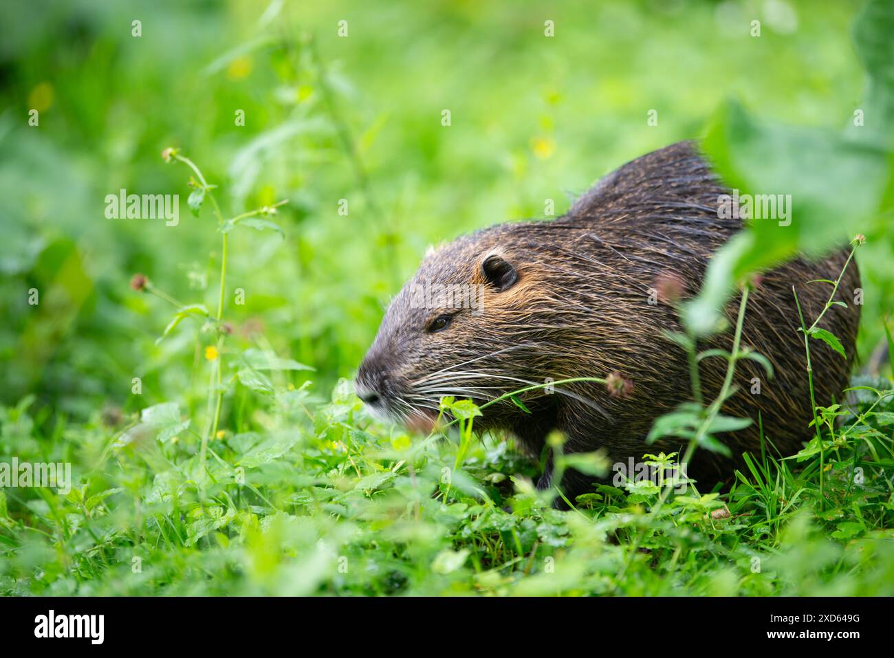 Nutria river rat, coypu herbivorous, semiaquatic rodent member of the ...