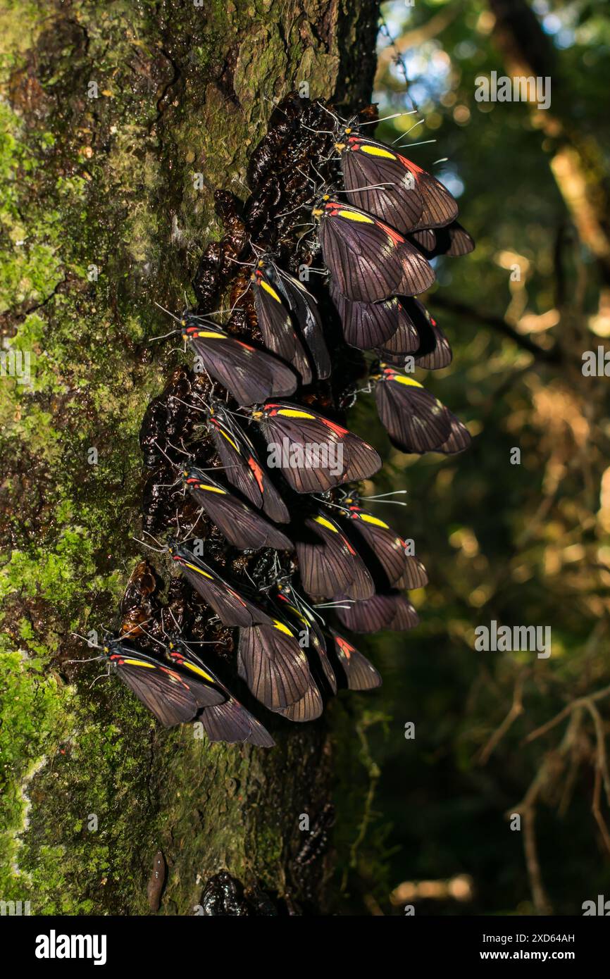 A group of Pereute swainsoni butterflies on a tree trunk in Sao ...