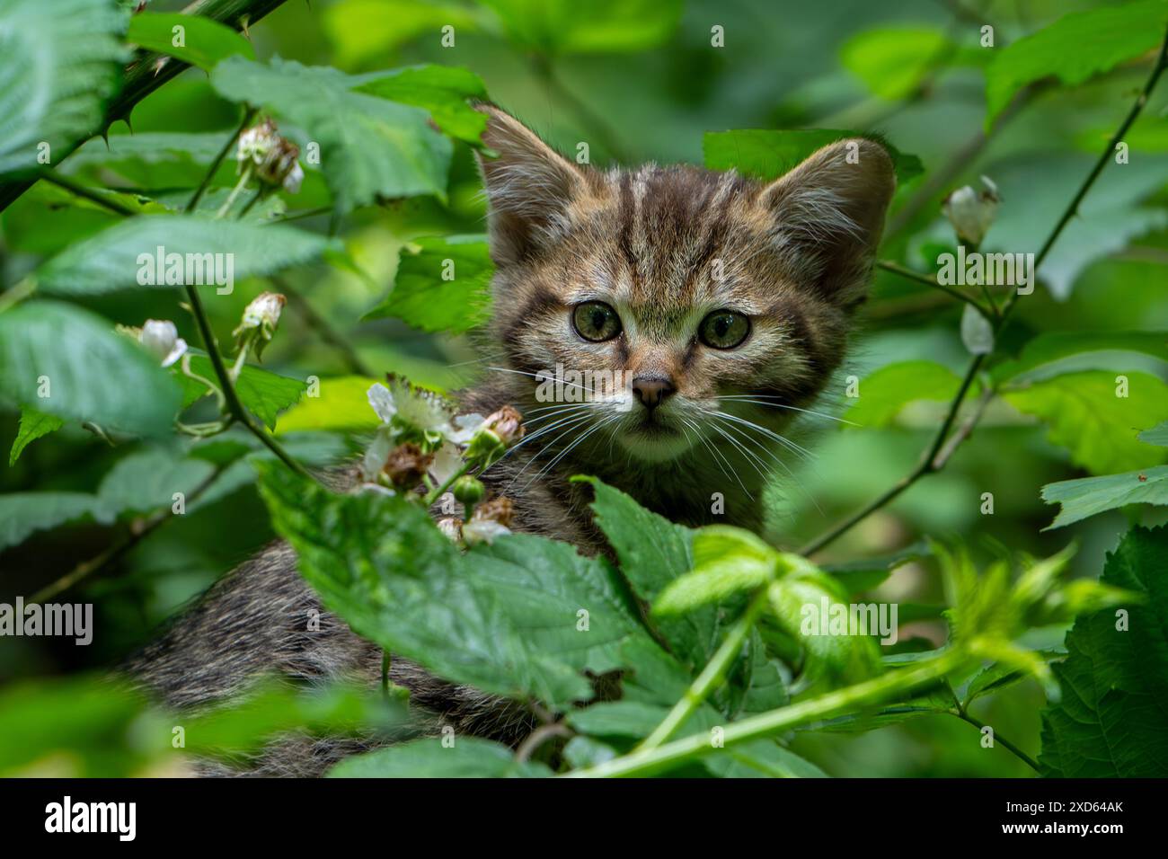 European wildcat / wild cat (Felis silvestris silvestris) 7 week old ...