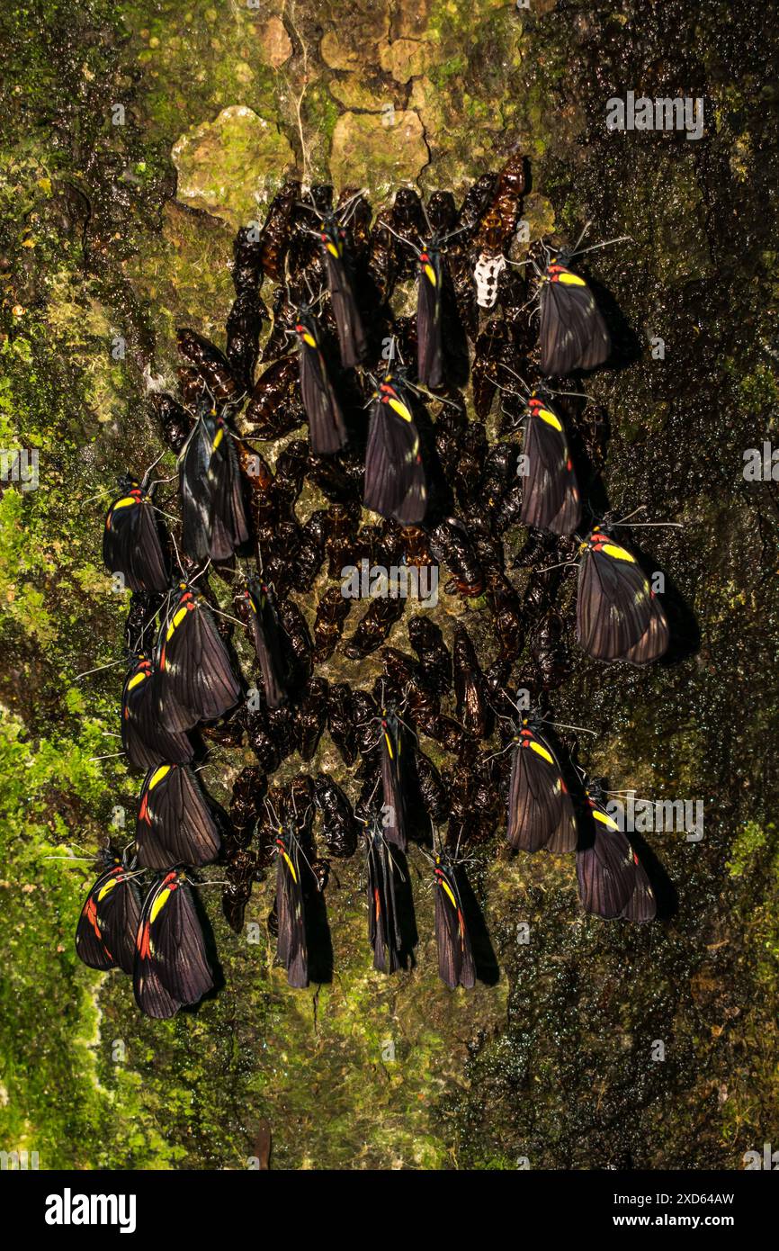 A group of Pereute swainsoni butterflies on a tree trunk in Sao ...