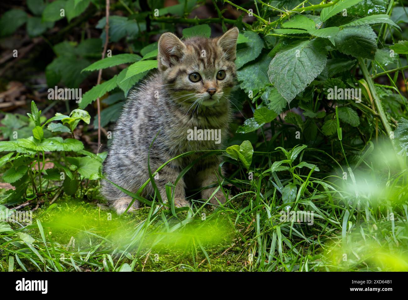 Six wild animals hi-res stock photography and images - Alamy