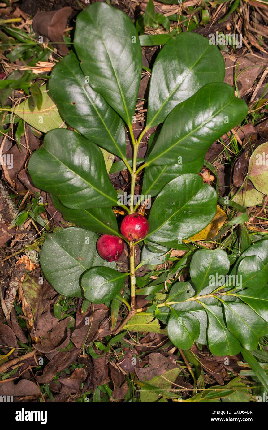 Psidium cattleyanum (aka Strawberry Guava, Araçá rosa) native fruit in ...
