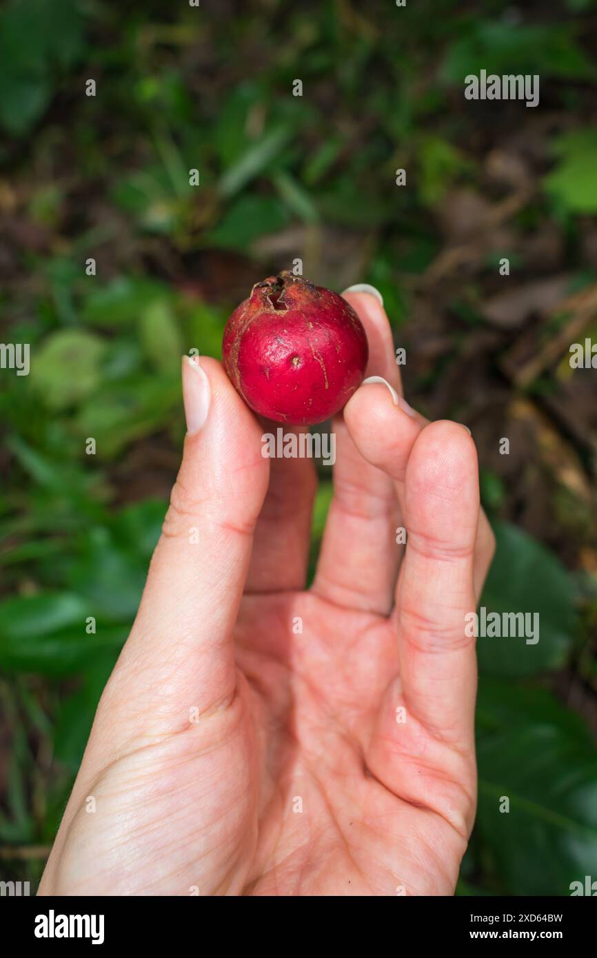 Psidium cattleyanum (aka Strawberry Guava, Araçá rosa) native fruit in ...