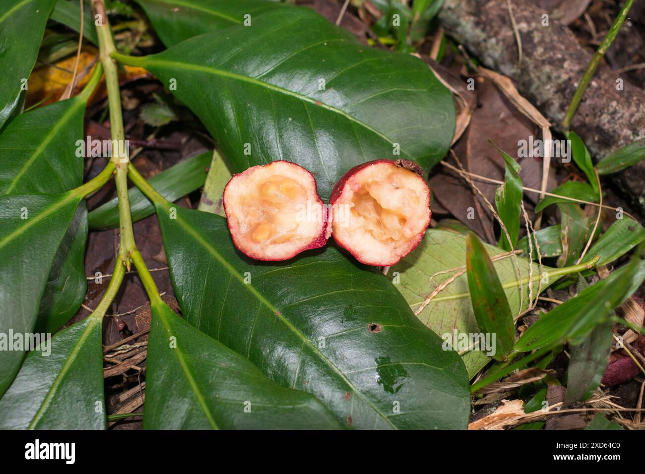 Psidium cattleyanum (aka Strawberry Guava, Araçá rosa) native fruit in ...
