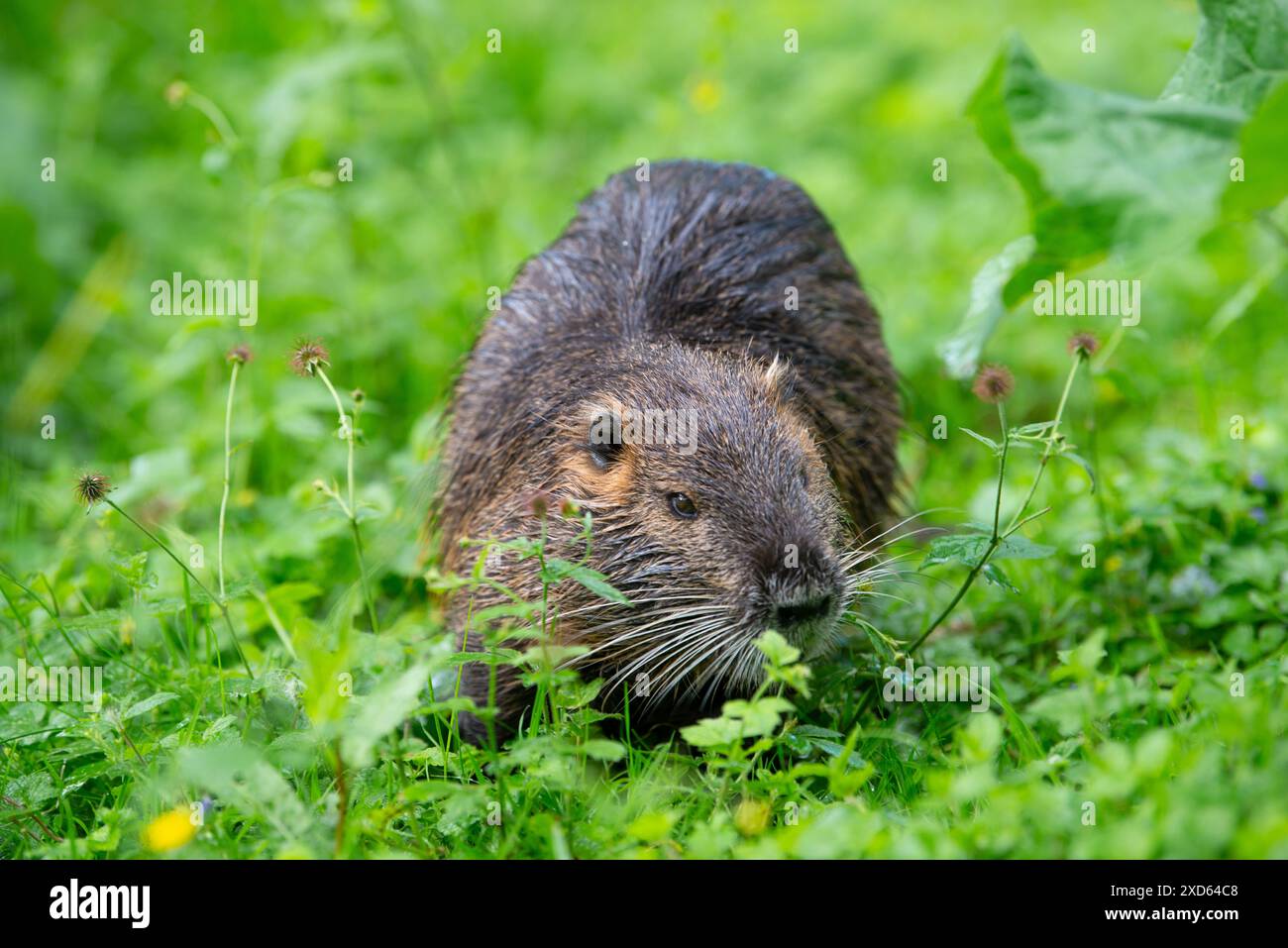 Nutria river rat, coypu herbivorous, semiaquatic rodent member of the ...