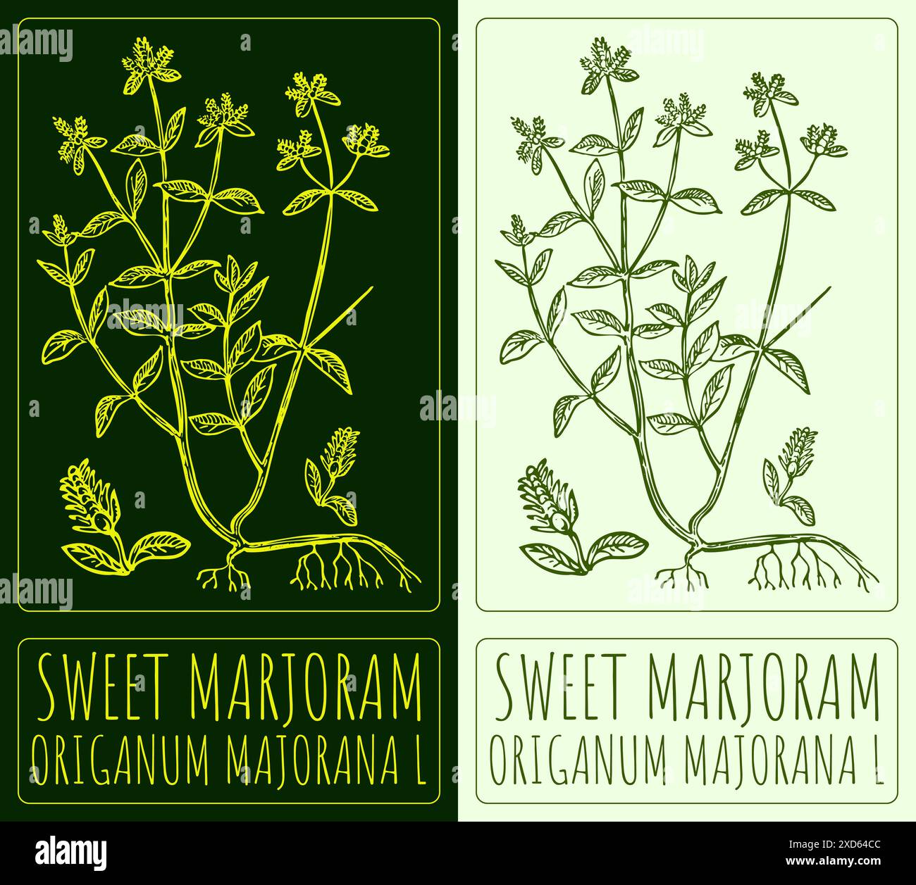 Vector drawing SWEET MARJORAM. Hand drawn illustration. The Latin name ...