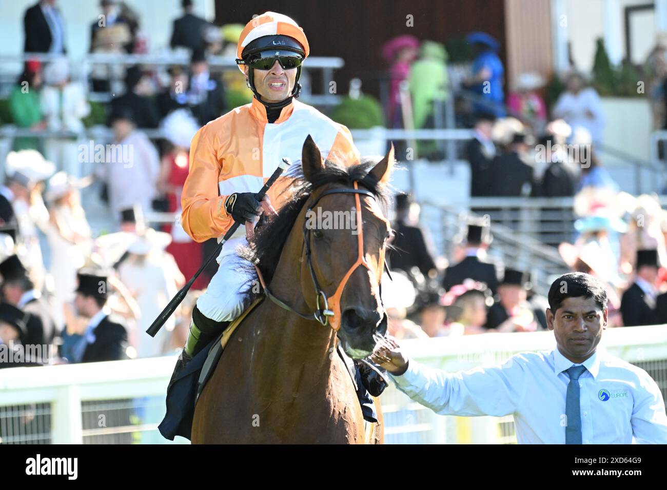 Jayarebe horse hi-res stock photography and images - Alamy