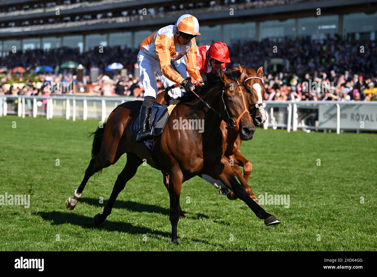 Jayarebe horse hi-res stock photography and images - Alamy