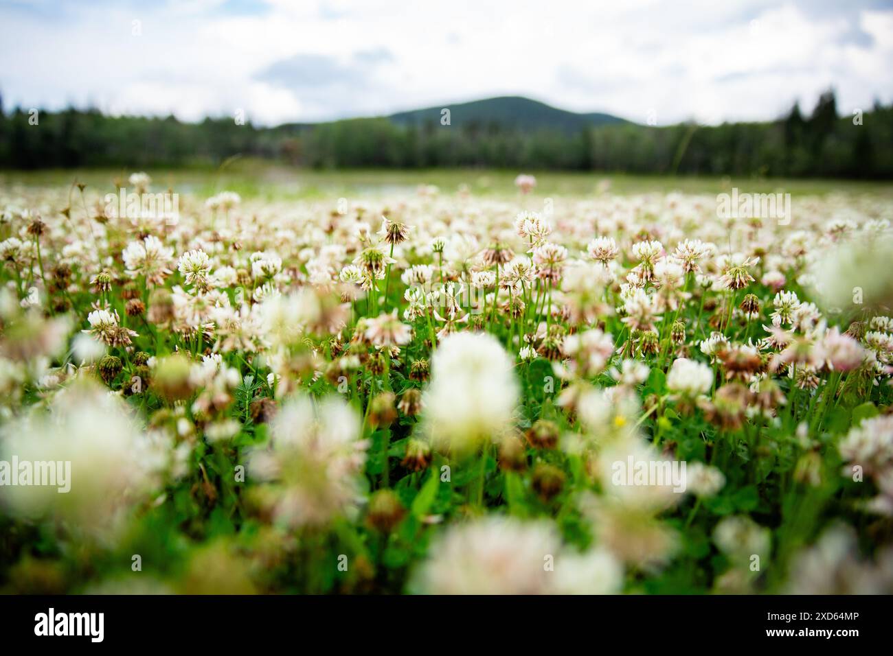 Wooly clover hi-res stock photography and images - Alamy