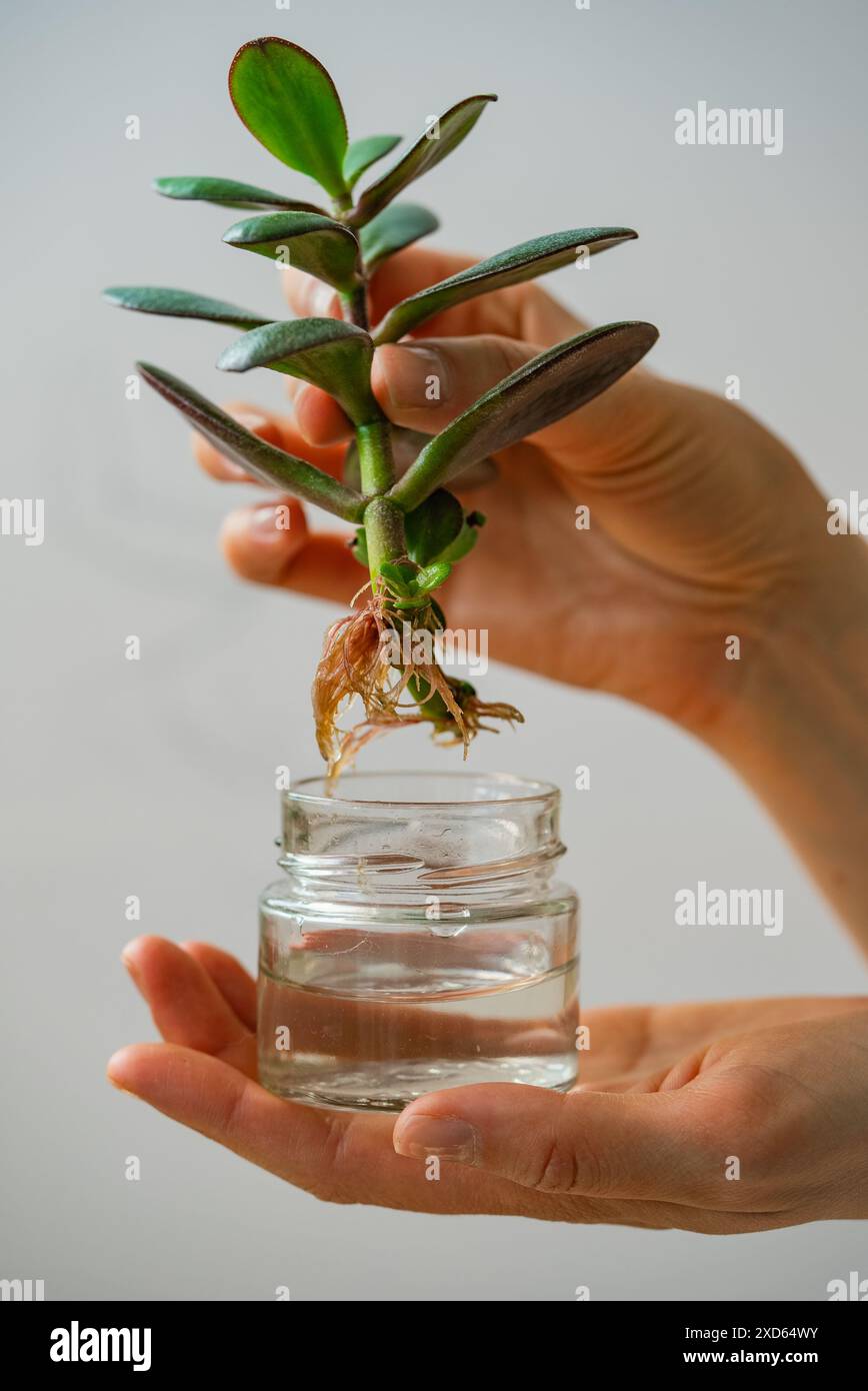 Woman hands holding a succulent cutting with roots, propagating in a ...
