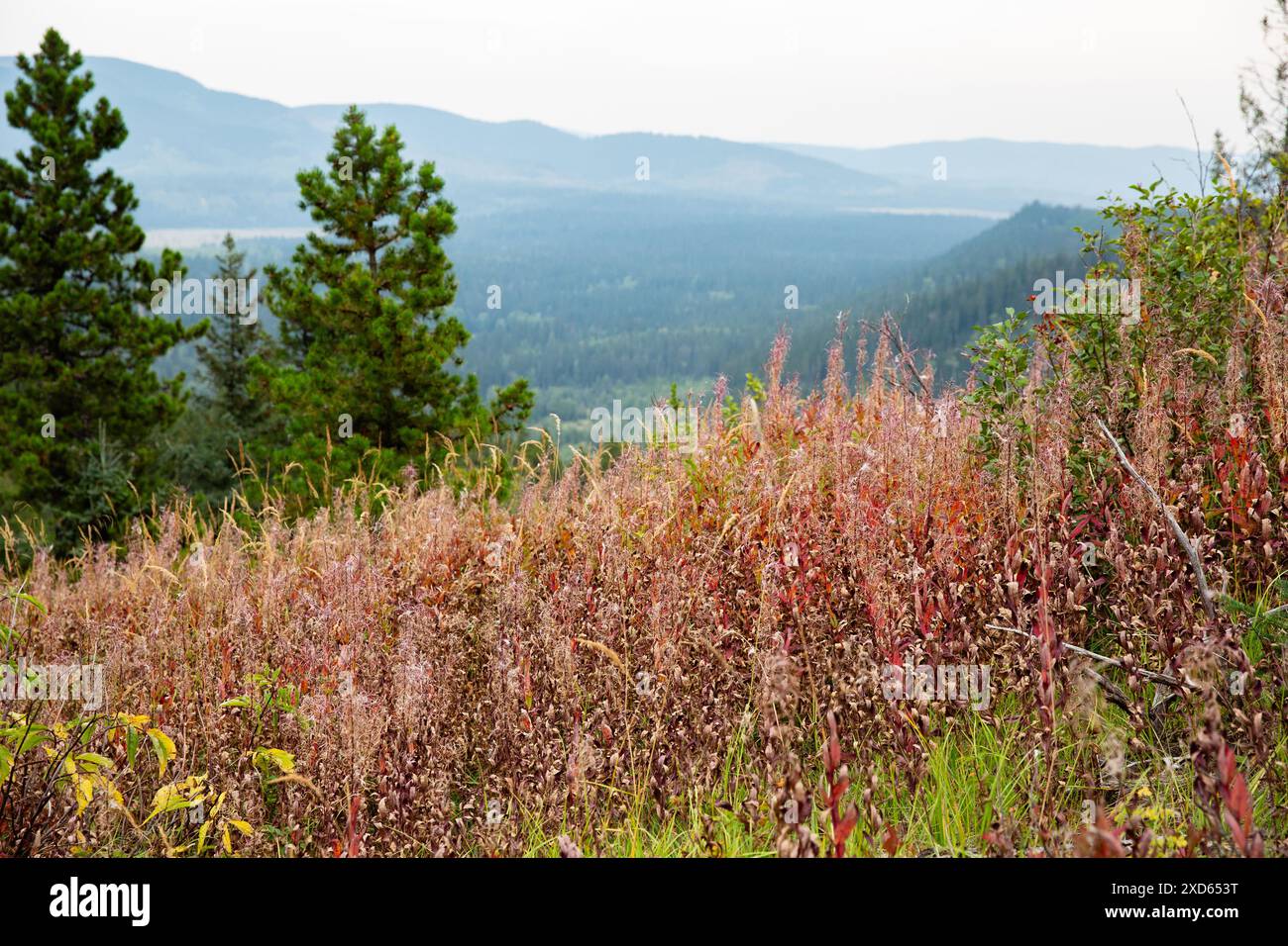 A mountain and forest landscape with red grass in Kananaskis Country a ...