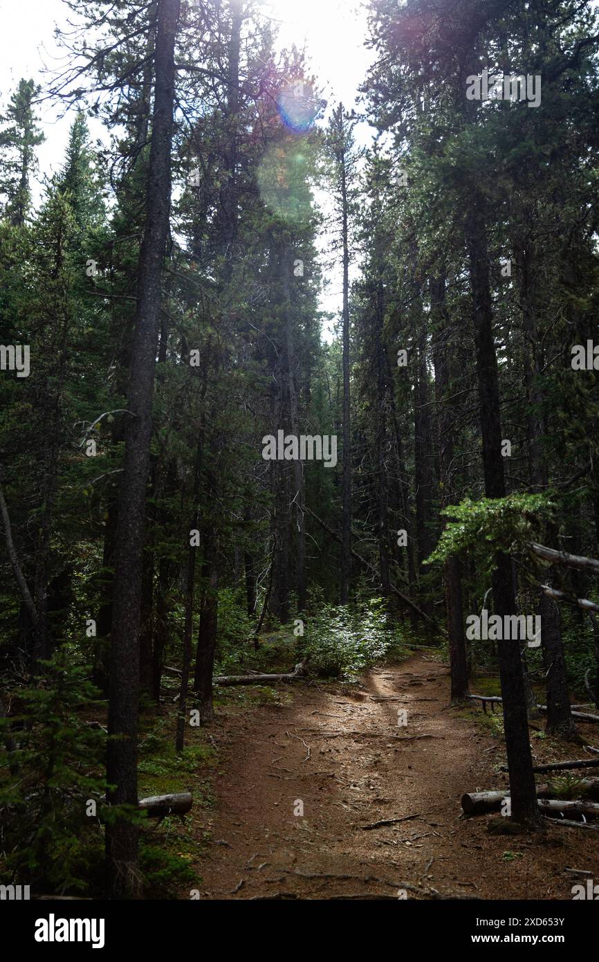 A mountain and forest landscape in Kananaskis Country a provincial park ...