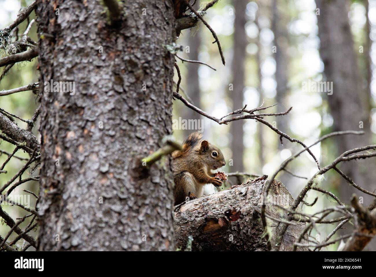 A chipmunk eating a seed or nut on the branch of a lodgepole pine tree ...