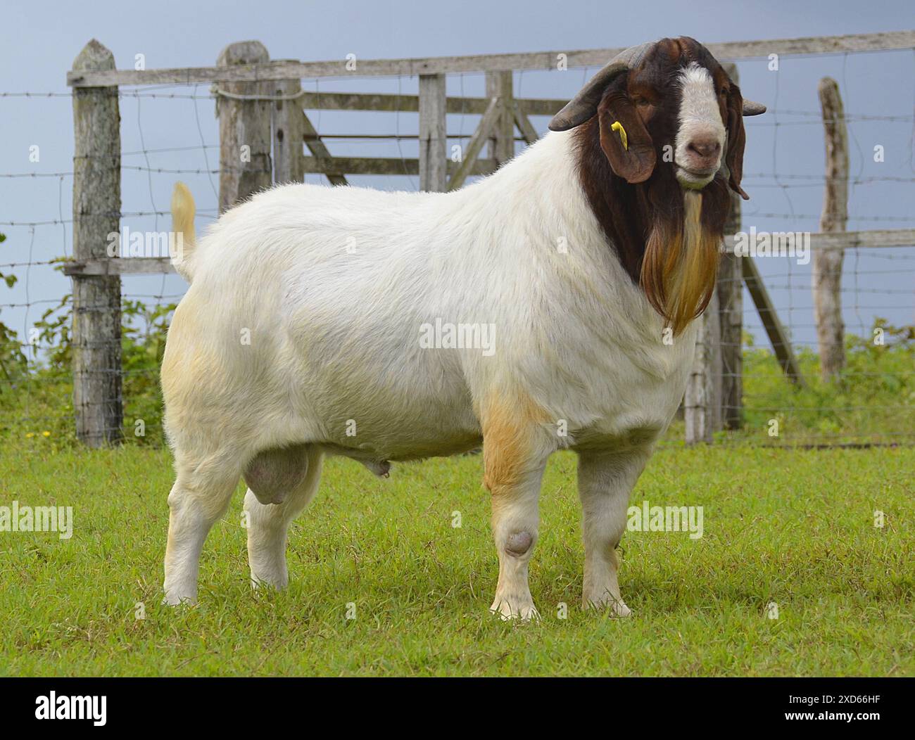 Developed in south africa hi-res stock photography and images - Alamy