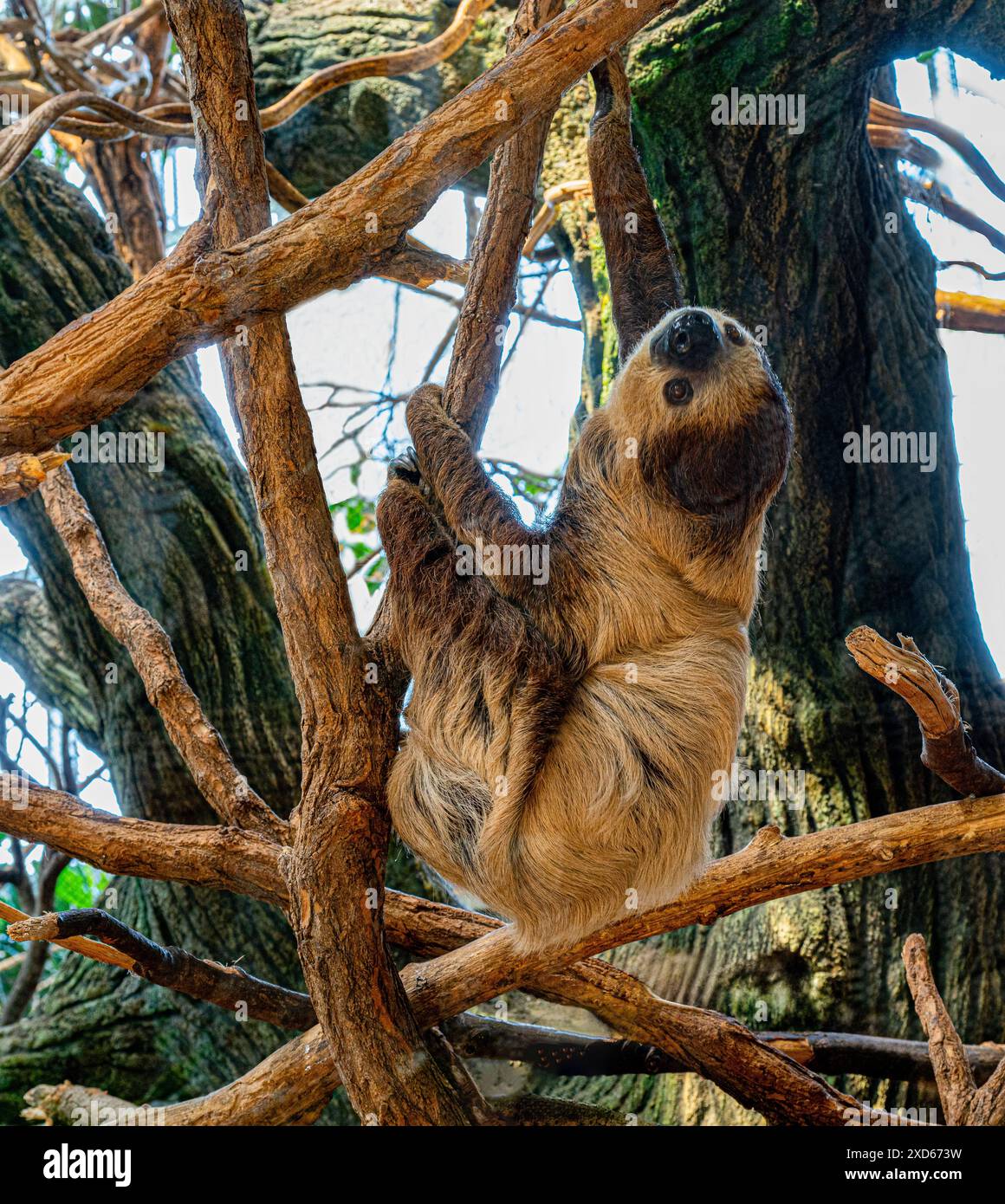 Two-toed Sloth (Choloepus didactylus) hangs on a tree branch Stock ...