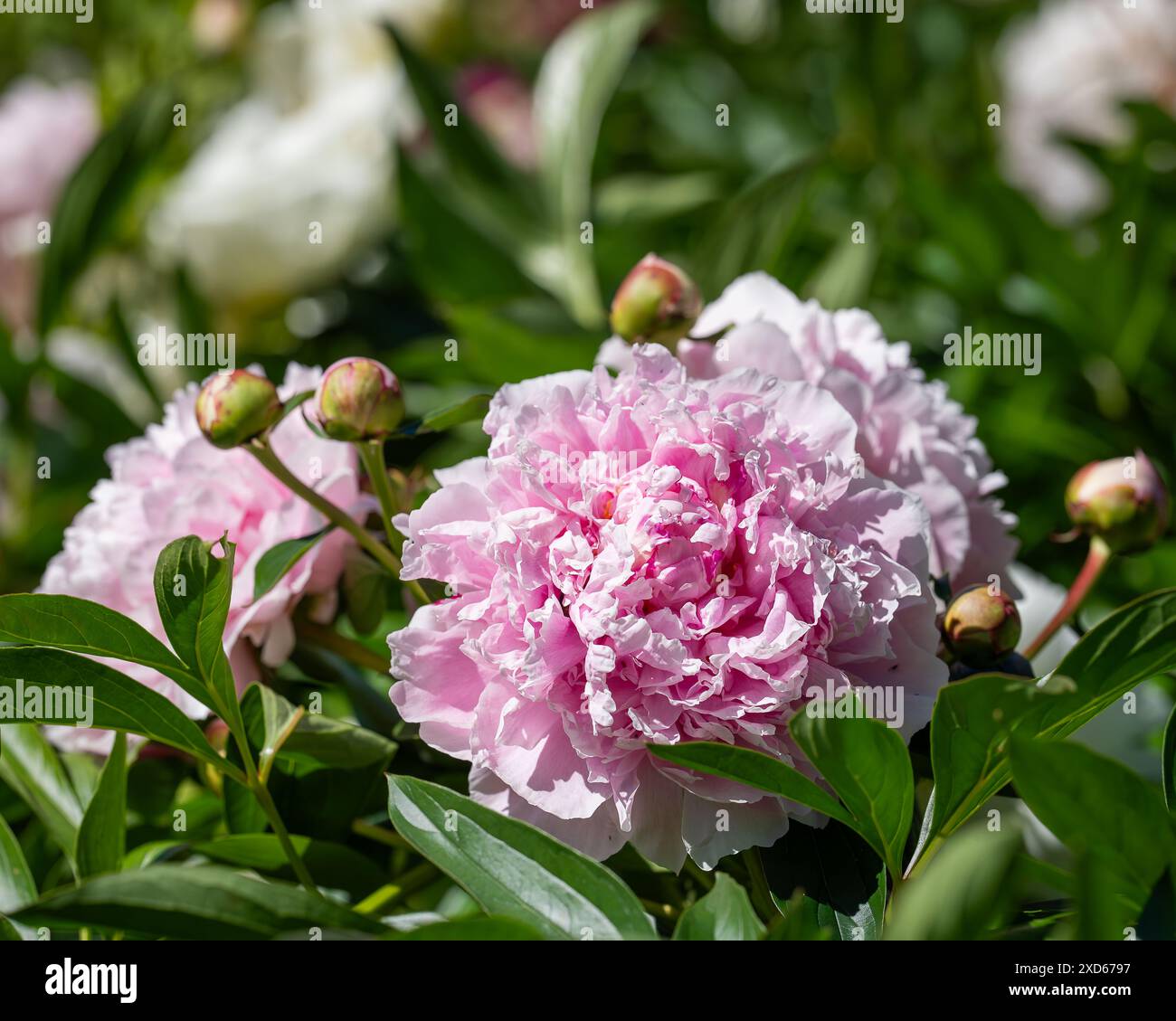 Sumer, flowers, macro hi-res stock photography and images - Alamy