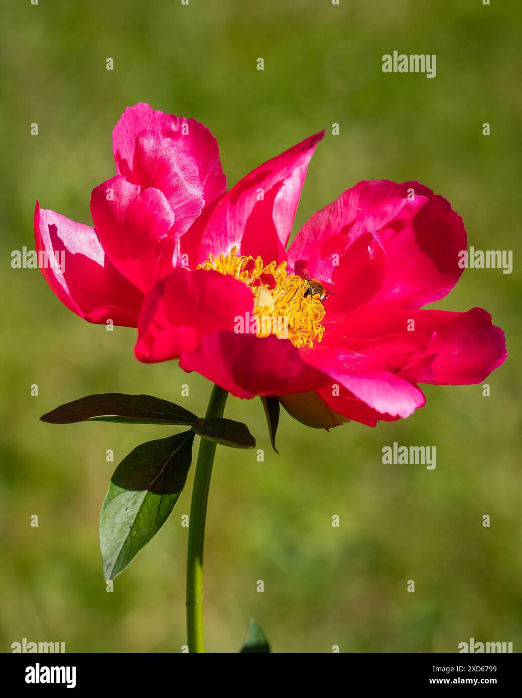 Yellow tuft of stamens hi-res stock photography and images - Alamy
