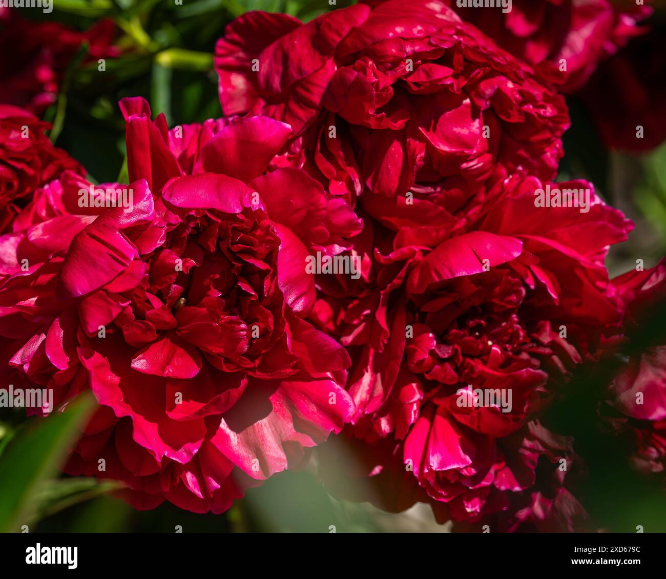 Burgundy rose bush top view hi-res stock photography and images - Alamy