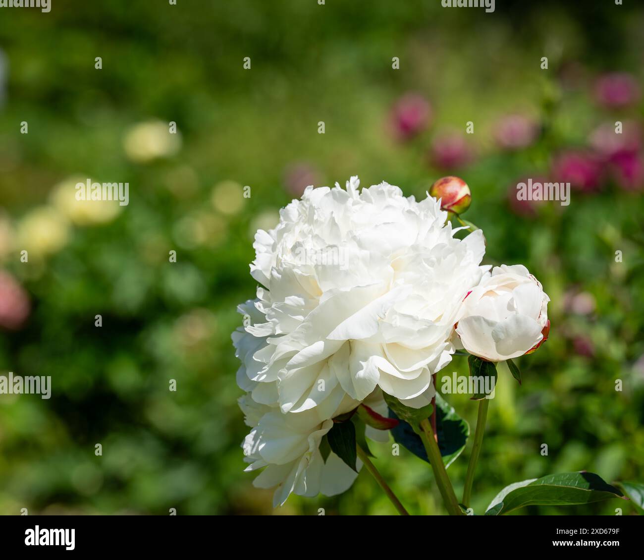 White double flower of Paeonia lactiflora close-up. Paeonia laetiflora ...