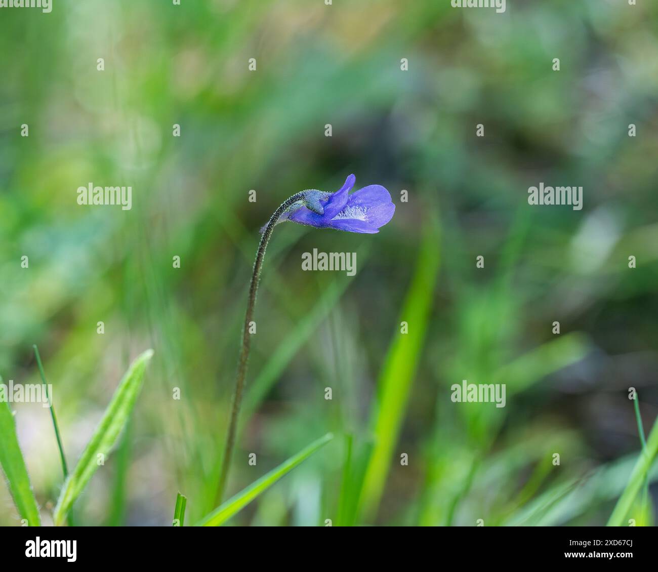 Blue small flowering plant on the meadow. Common butterworth ...