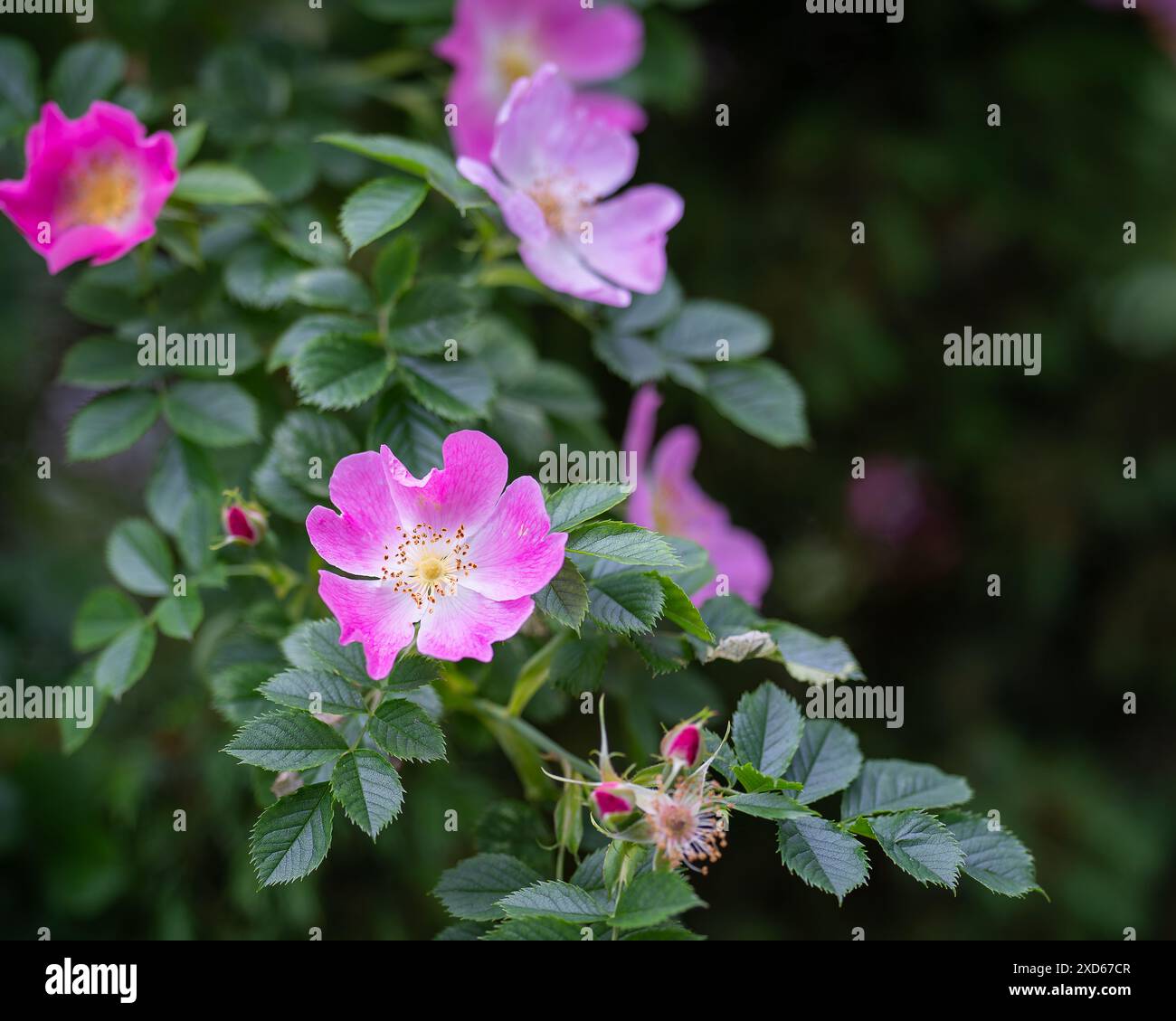 Pink wild rose flowers background. Rosa rubiginosa (sweet briar ...