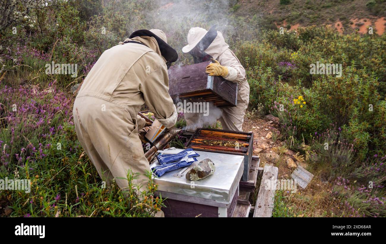 Beekeeper opening beehive harvesting hi-res stock photography and ...