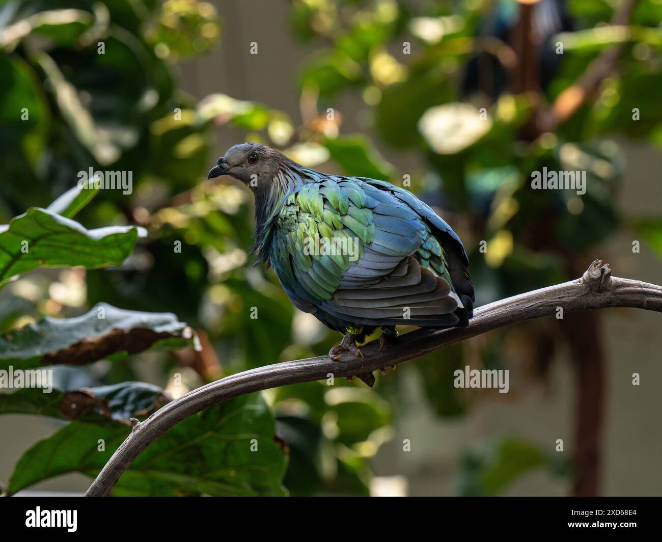 Nicobar Pigeon (Caloenas nicobarica), adult on tree Stock Photo - Alamy